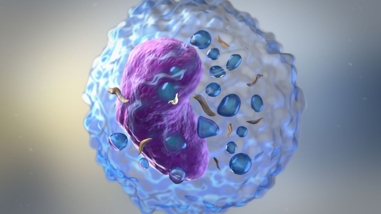 Limfocyty B – za co odpowiadają?